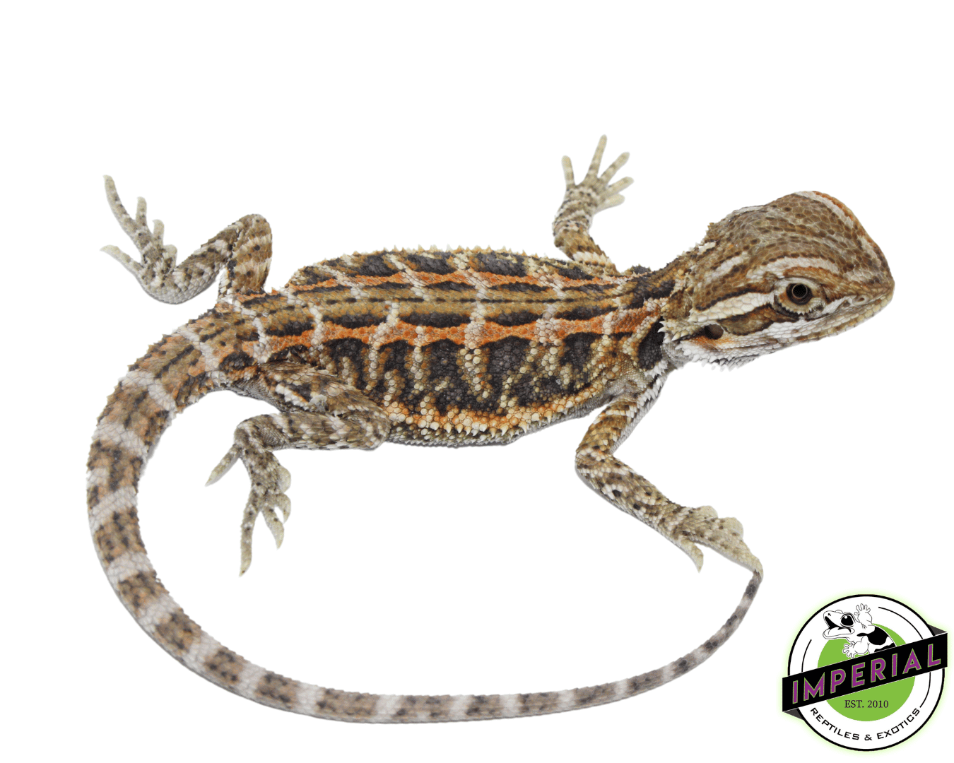 Blue Baby Bearded Dragons