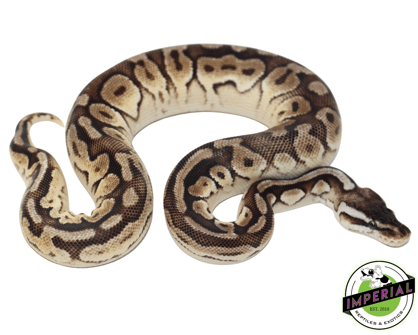 Enchi Pewter Ball Python For Sale - Imperial Reptiles – IMPERIAL ...