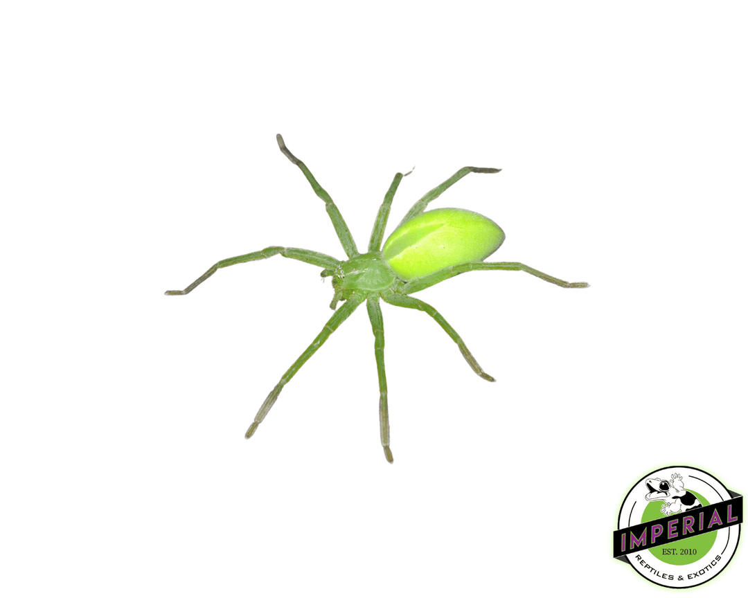 Green Huntsman Spider Size