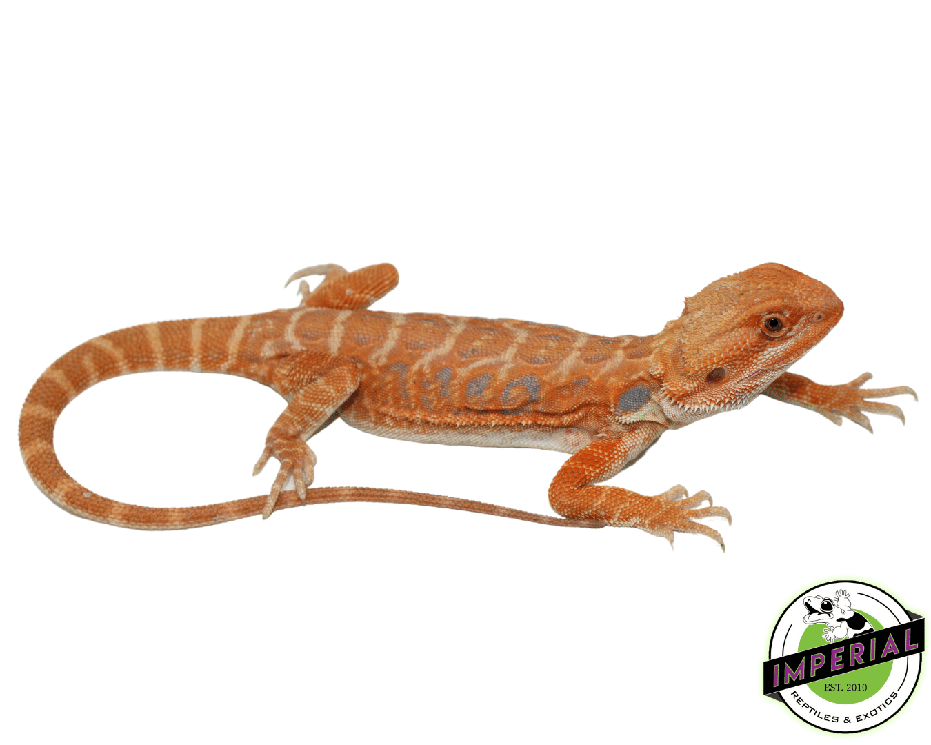 Leatherback Pumpkin Hypo Bearded Dragon For Sale - Imperial Reptiles ...