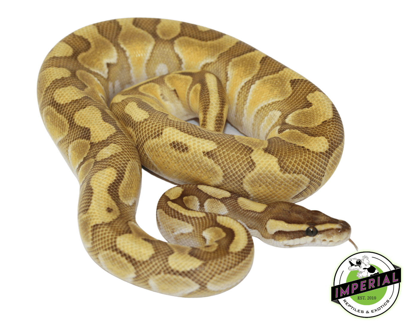 Lesser Enchi Ball Python For Sale - Imperial Reptiles – IMPERIAL ...