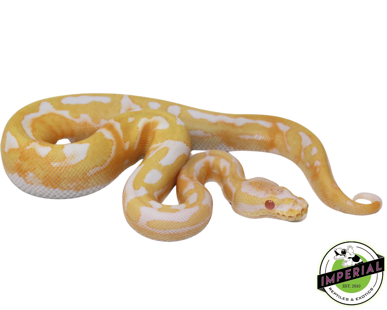 Ball Python For Sale - Imperial Reptiles – IMPERIAL REPTILES & EXOTICS