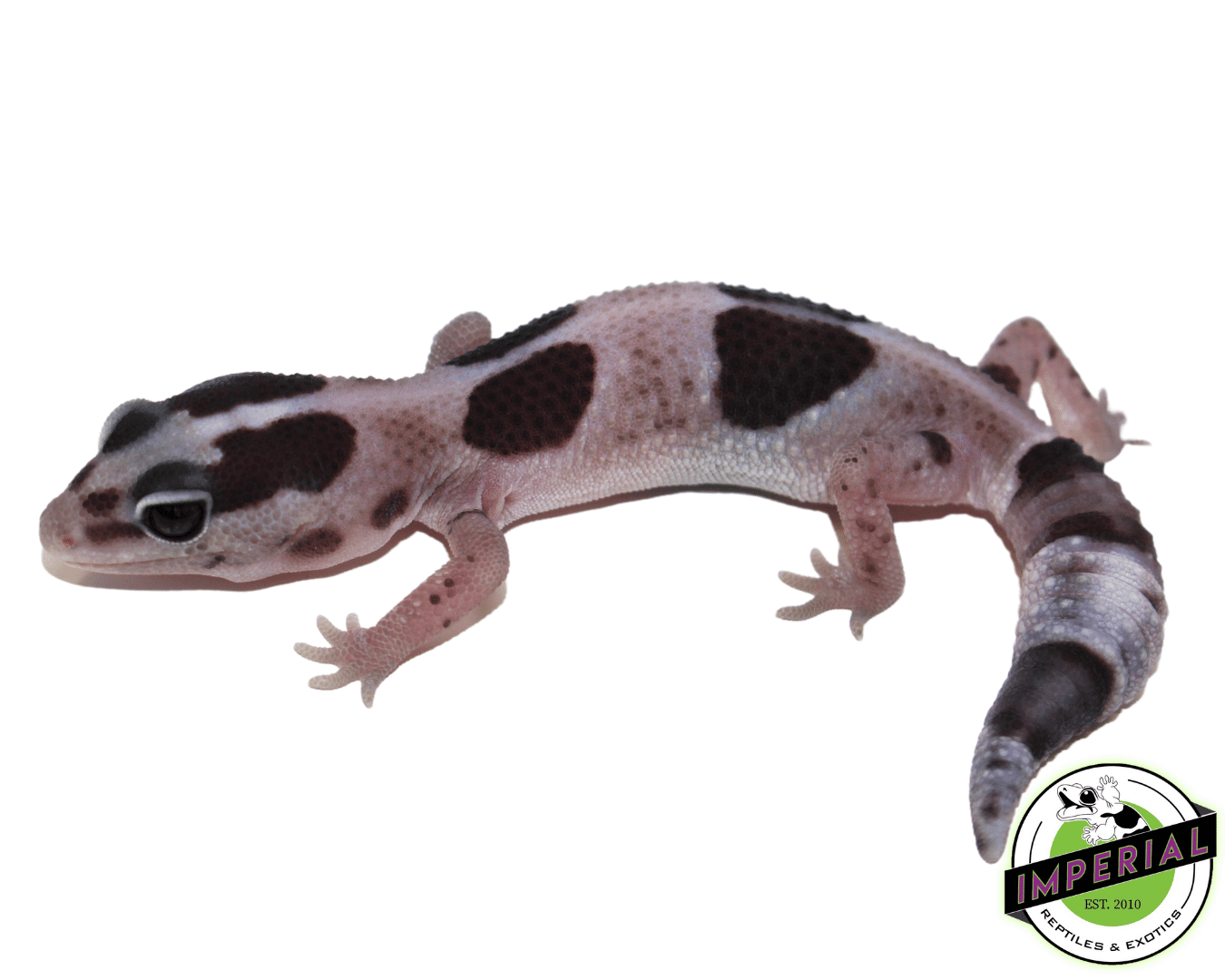 Striped Oreo Whiteout African Fat Tail Gecko For Sale - Imperial ...