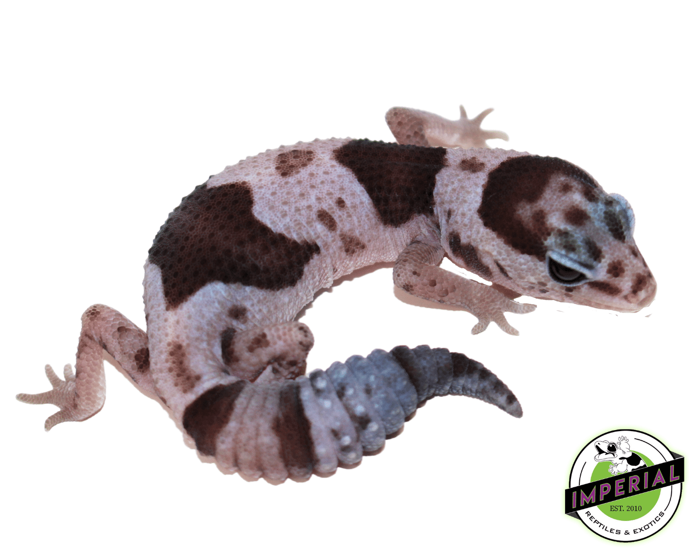 Oreo Whiteout African Fat Tail Gecko For Sale - Imperial Reptiles ...