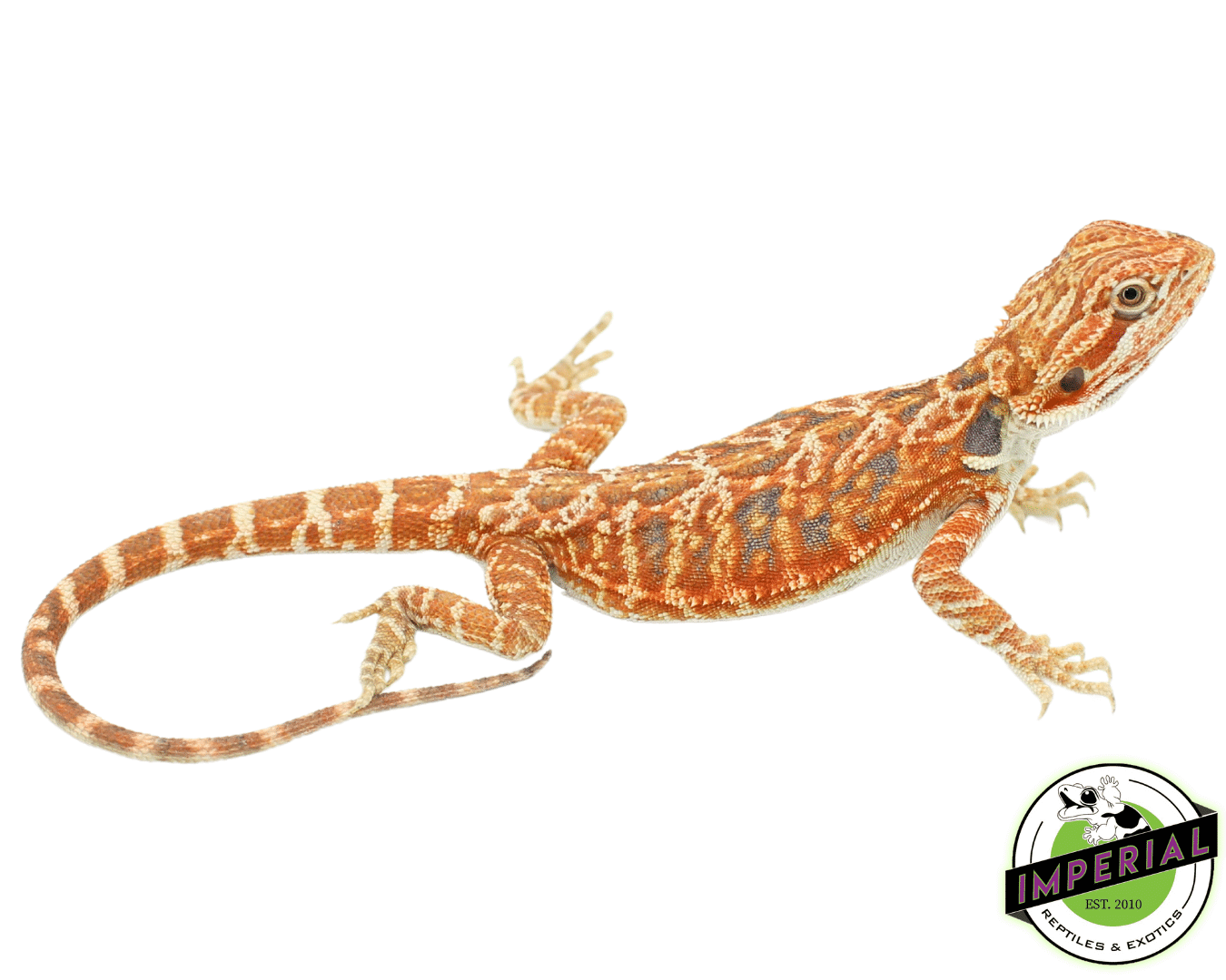 Red Leather Tiger Bearded Dragon Baby For Sale - Imperial Reptiles ...