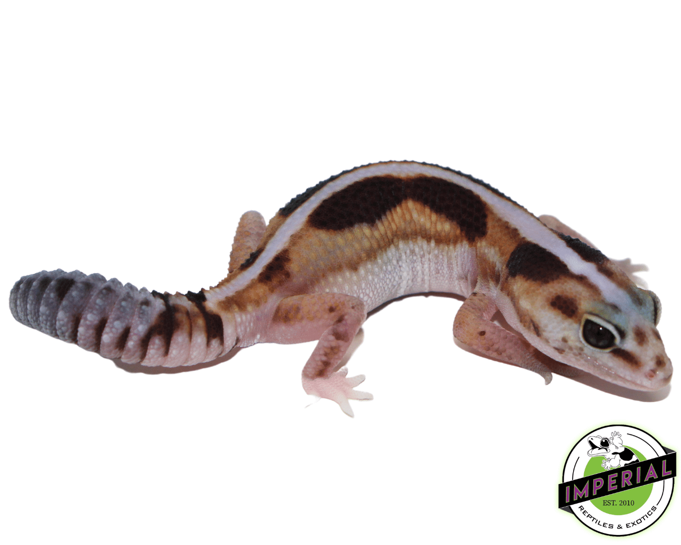 Striped Zulu African Fat Tail Gecko For Sale - Imperial Reptiles ...
