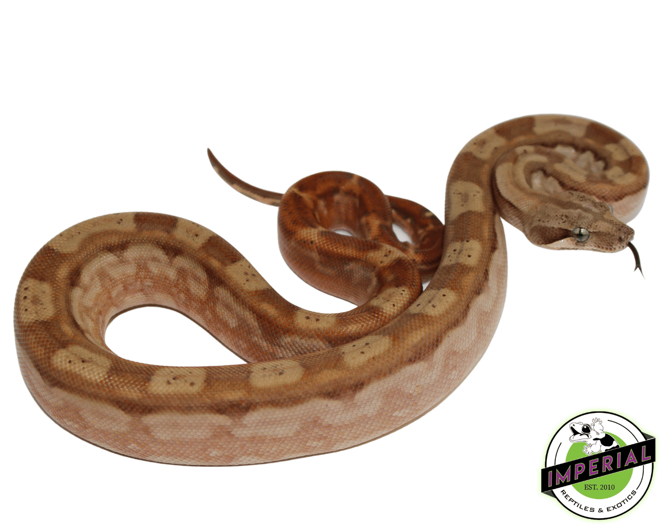 T+ Motley Boa For Sale - Imperial Reptiles – IMPERIAL REPTILES & EXOTICS