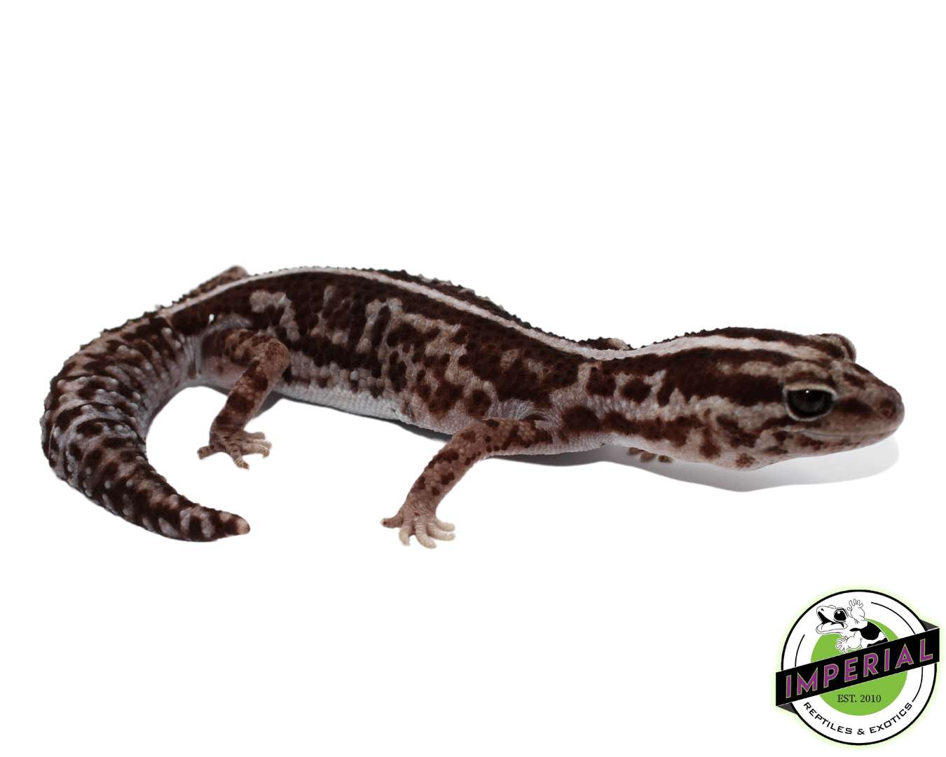 Striped Whiteout Oreo African Fat Tail Gecko Adult For Sale - Imperial ...