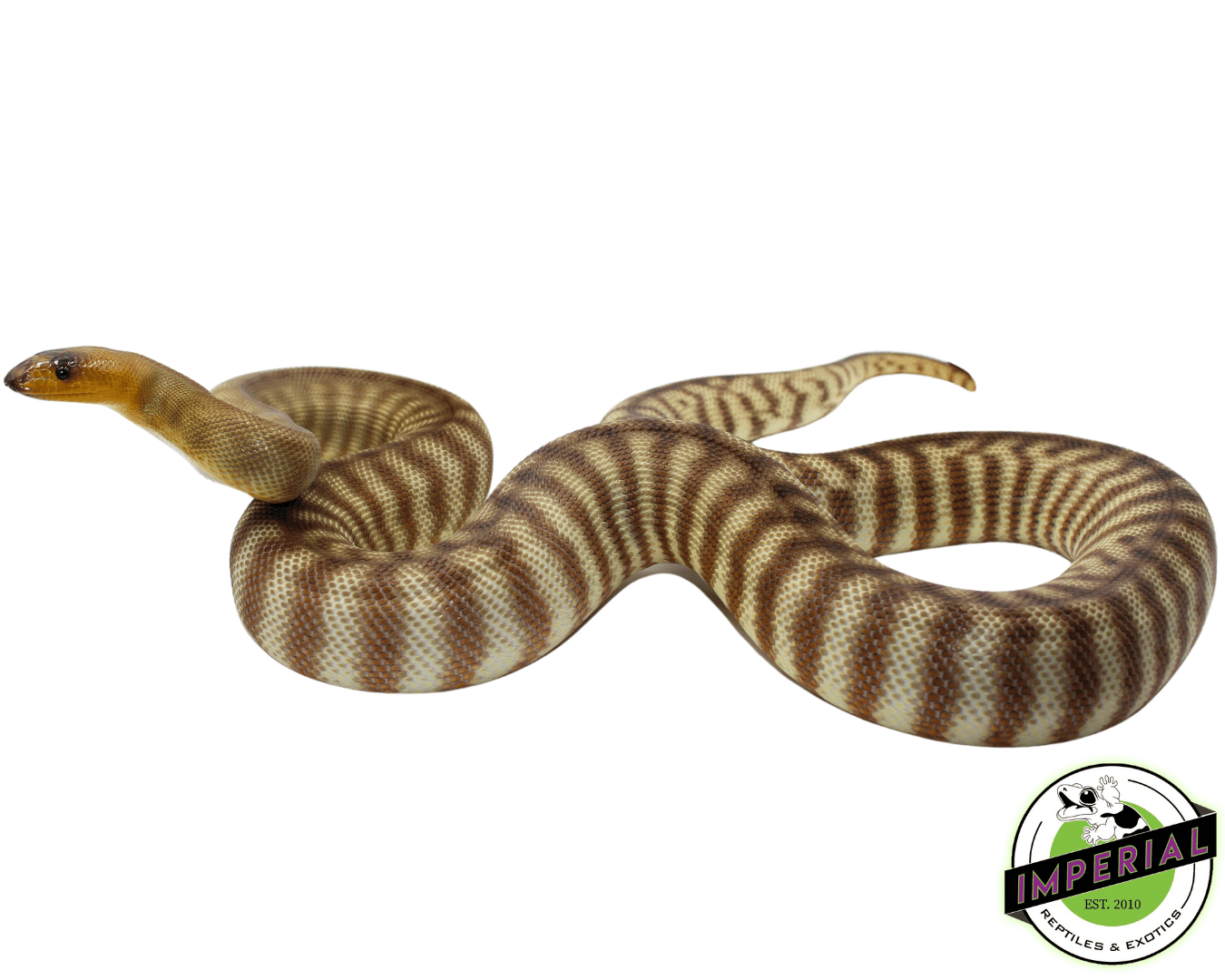 Woma Python Adult For Sale - Imperial Reptiles – IMPERIAL REPTILES ...
