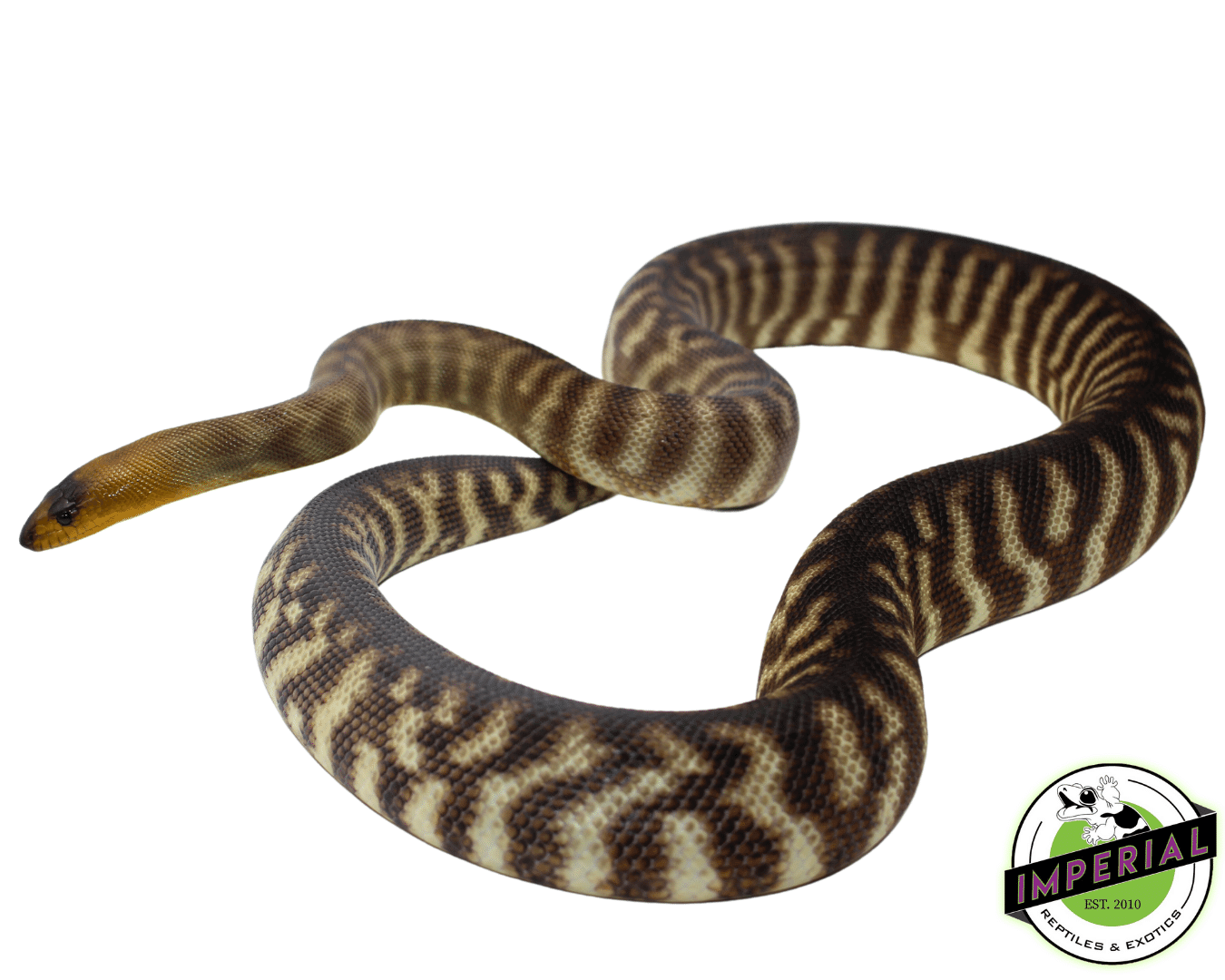 "Dark Blackbelly" Woma Python Adult For Sale - Imperial Reptiles ...