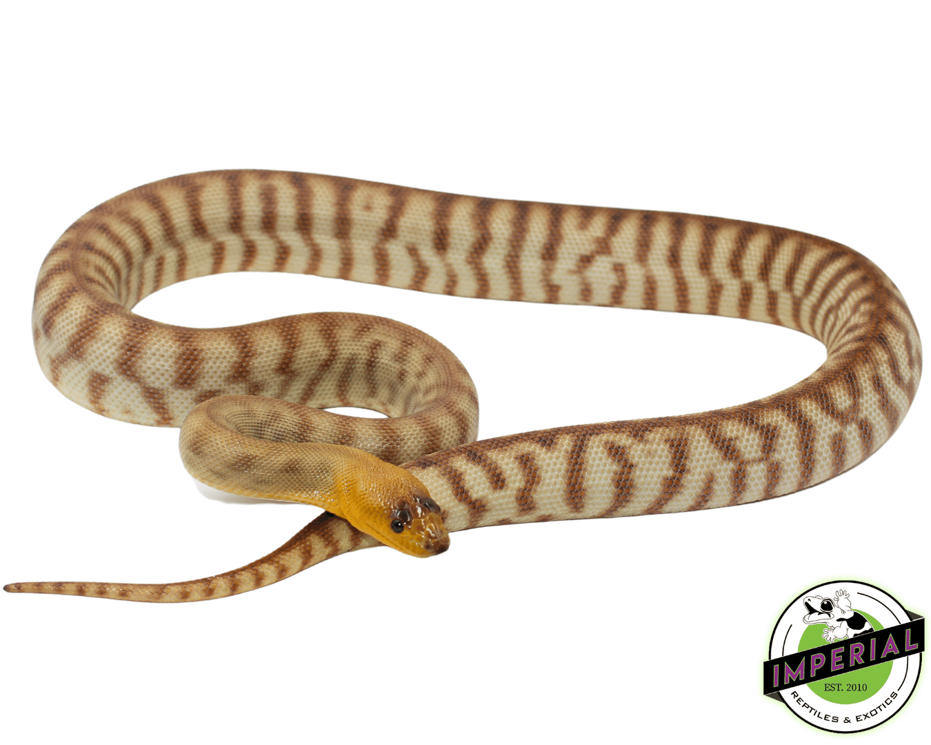 High Color "Hypo" Woma Python Young Adult For Sale - Imperial Reptiles ...