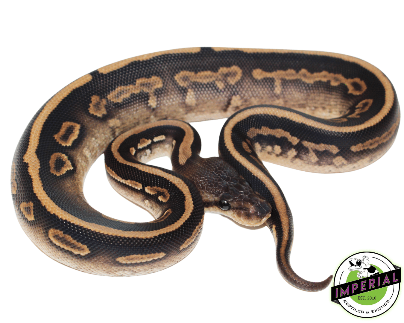 Ball Python For Sale - Imperial Reptiles – IMPERIAL REPTILES & EXOTICS