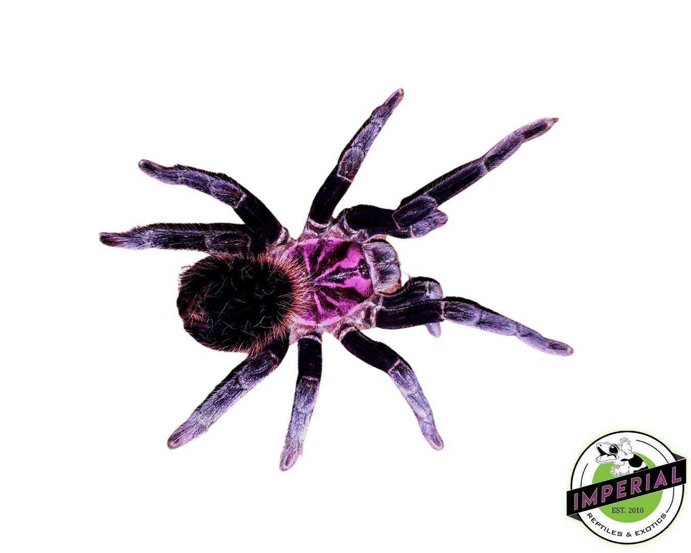 Amazon Blue Baboon Tarantula (Xenesthis intermedia) For Sale - Imperial ...