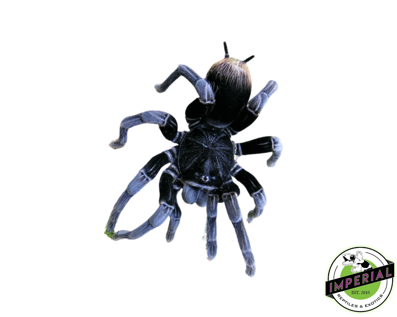 Bolivian Blue-leg Birdeater Tarantula For Sale - Imperial Reptiles ...