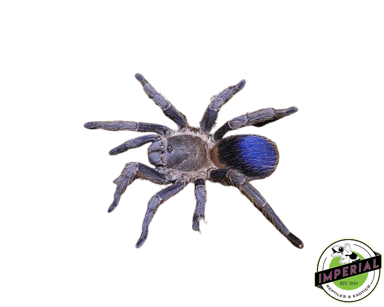 Colombian Dwarf Blue Tarantula (Pseudhapalopus sp. 'Blue') For Sale ...