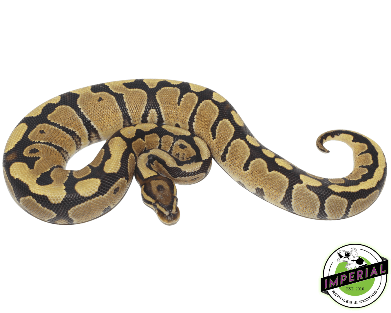 Fire Ball Python For Sale - Imperial Reptiles – IMPERIAL REPTILES & EXOTICS