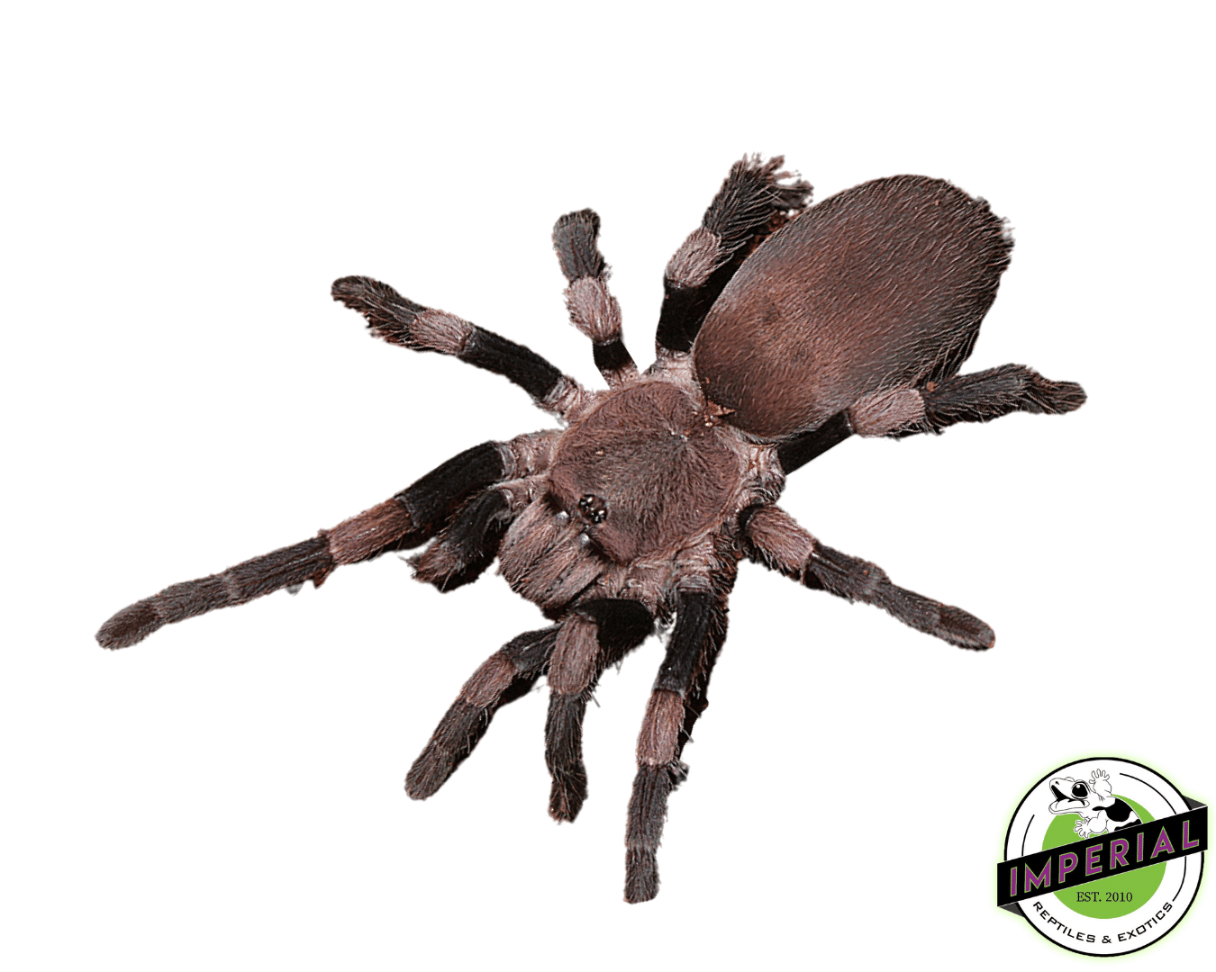 Earth Tiger Tarantula