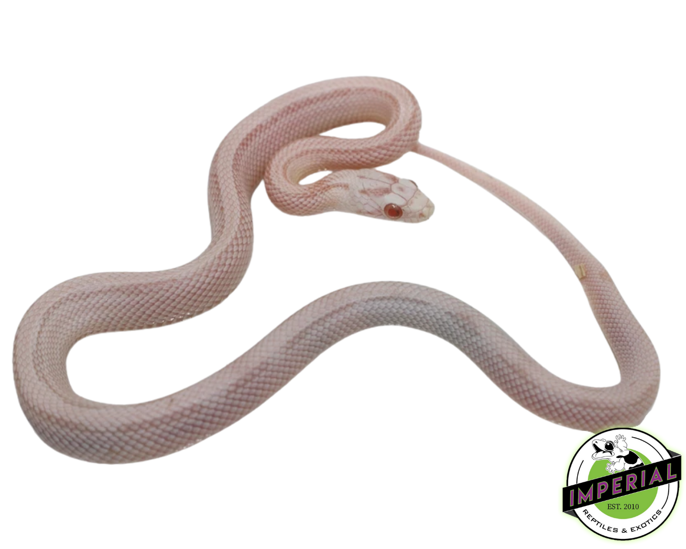 Snow Stripe Corn Snake