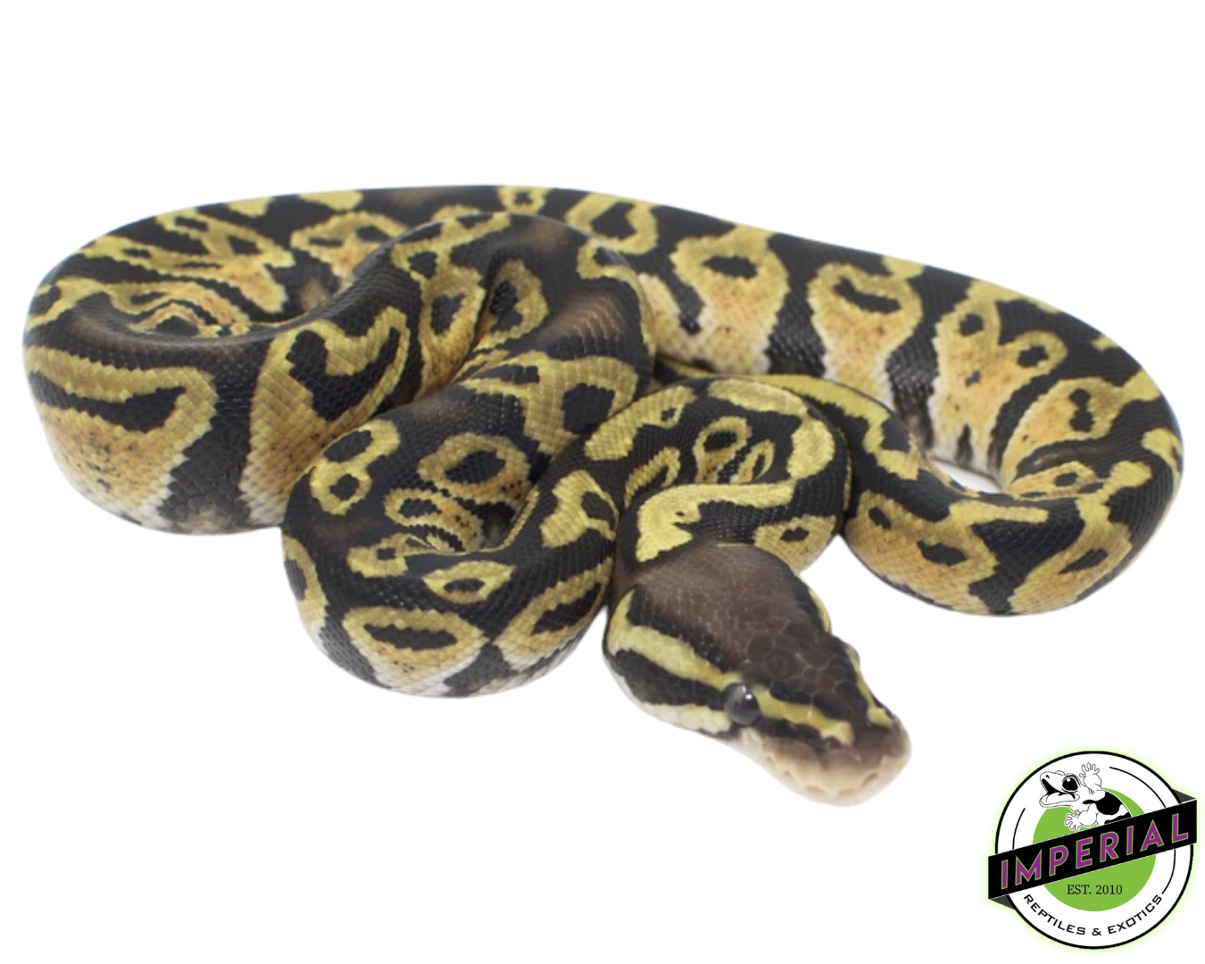 Pastel Ball Python For Sale - Imperial Reptiles – IMPERIAL REPTILES ...