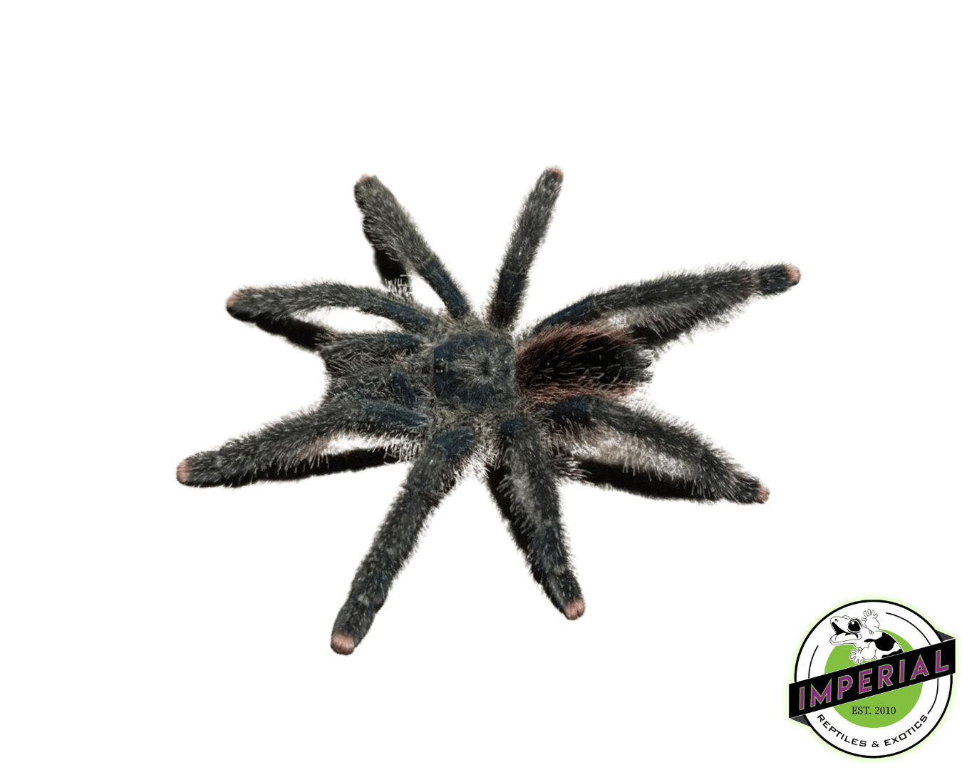 Avicularia Juruensis