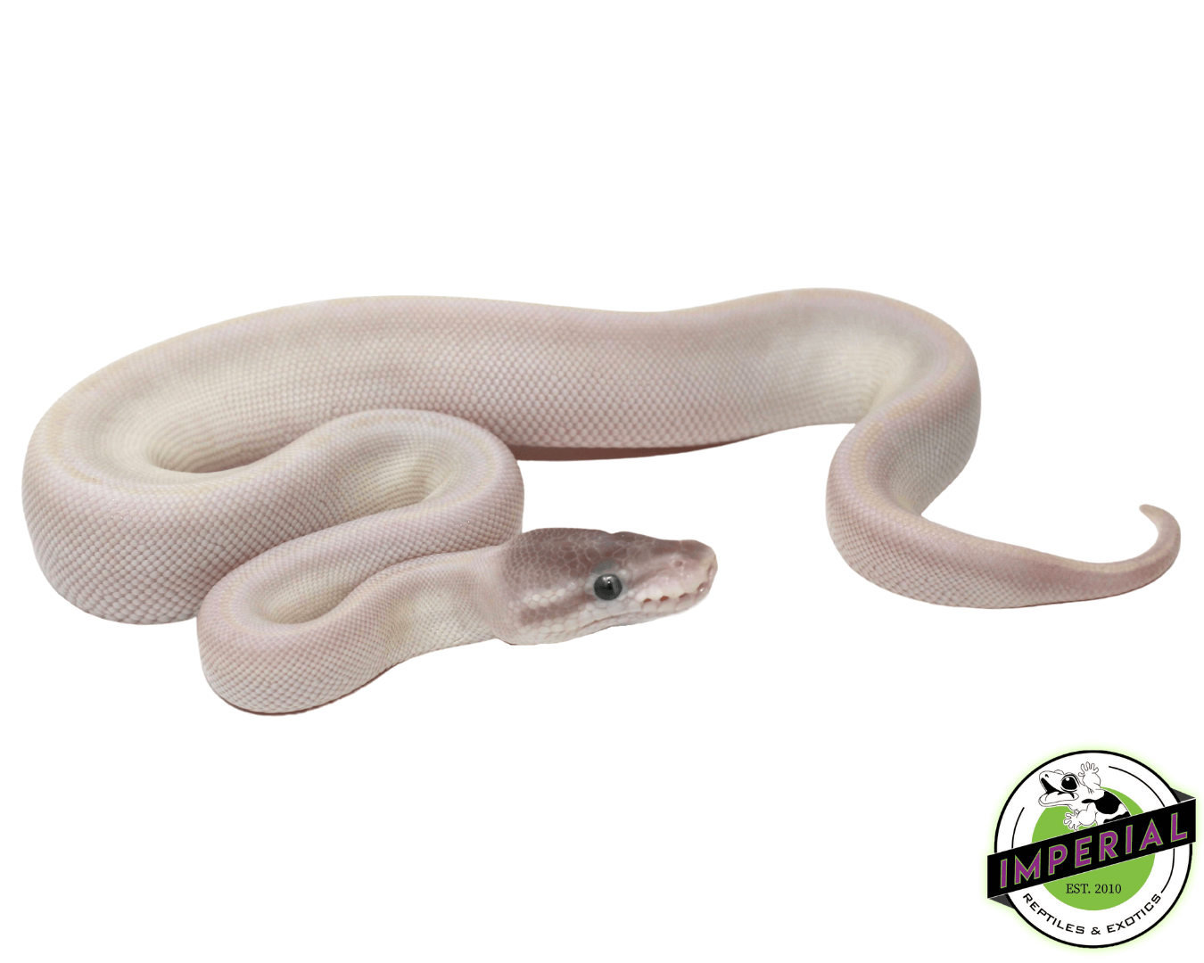 Blue Eyed Leucistic Ball Python For Sale - Imperial Reptiles – IMPERIAL ...