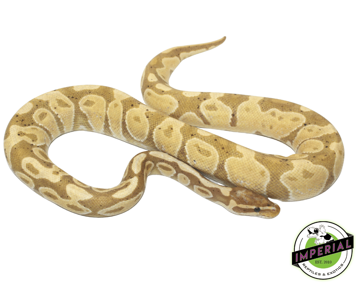 Banana Ball Python Adult For Sale - Imperial Reptiles – IMPERIAL ...