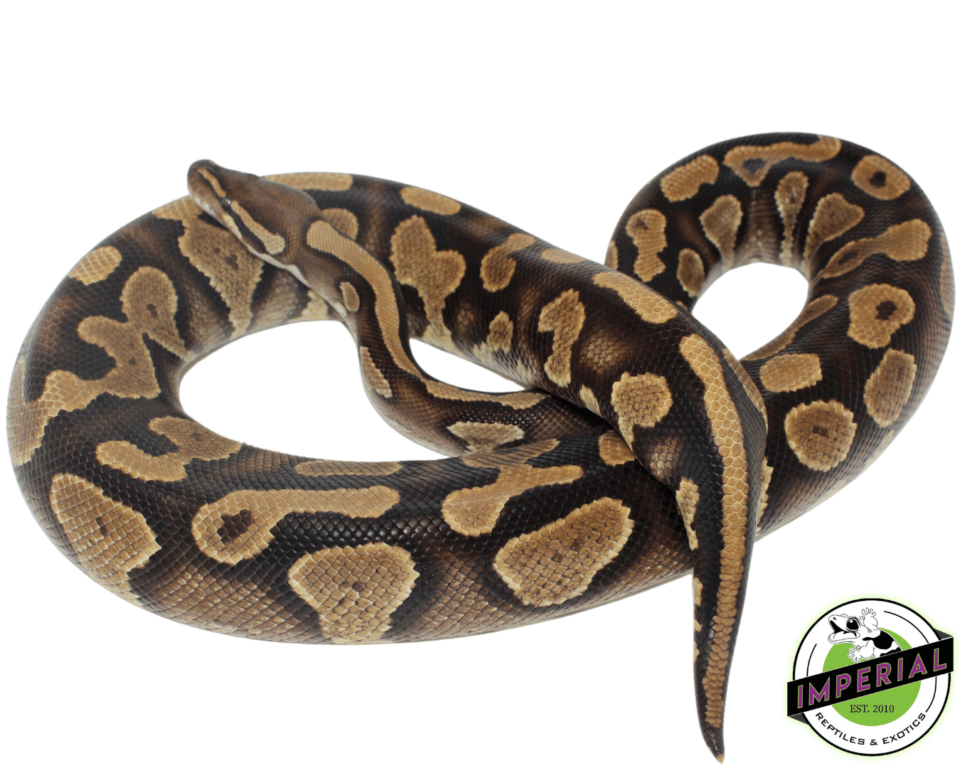 YellowBelly Adult Ball Python For Sale - Imperial Reptiles – IMPERIAL ...