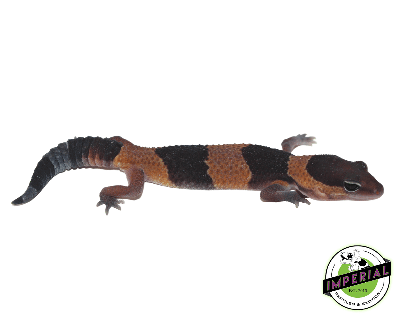 Banded African Fat Tail Gecko For Sale - Imperial Reptiles – IMPERIAL ...