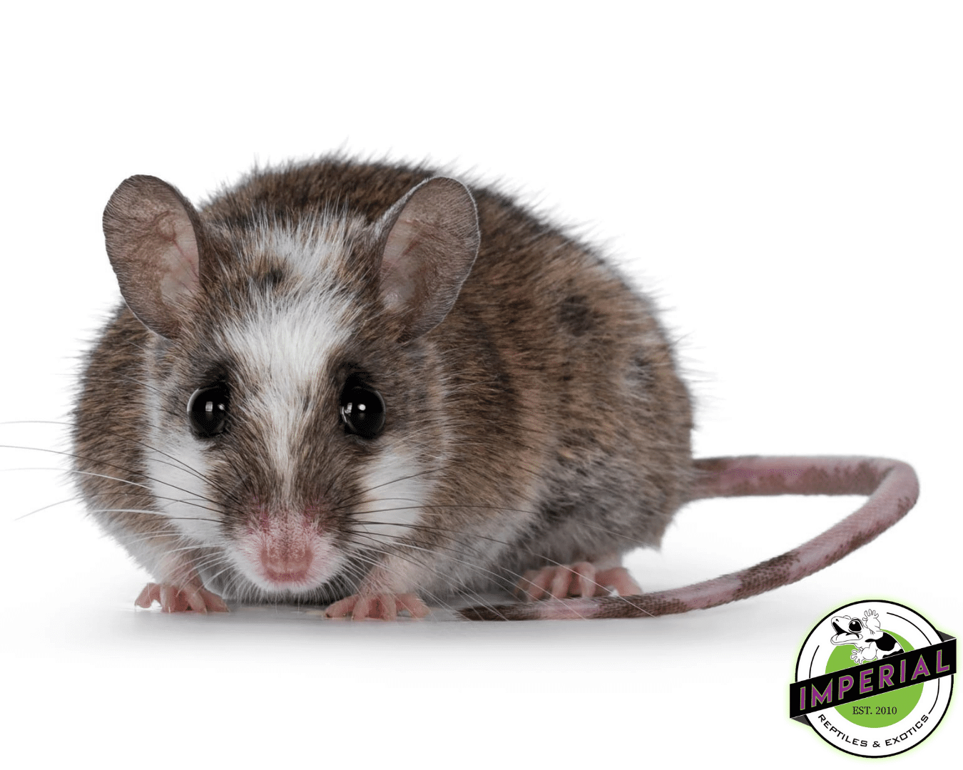 Frozen African Soft Fur Rat For Sale - Imperial Reptiles – IMPERIAL ...