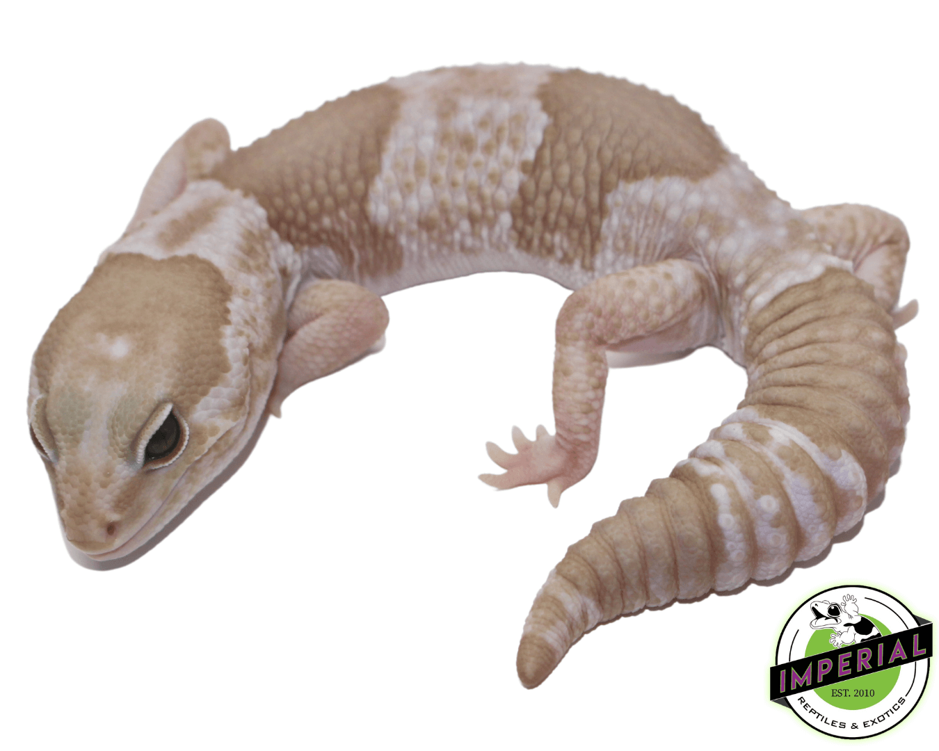 Snow African Fat Tail Gecko For Sale - Imperial Reptiles – IMPERIAL ...