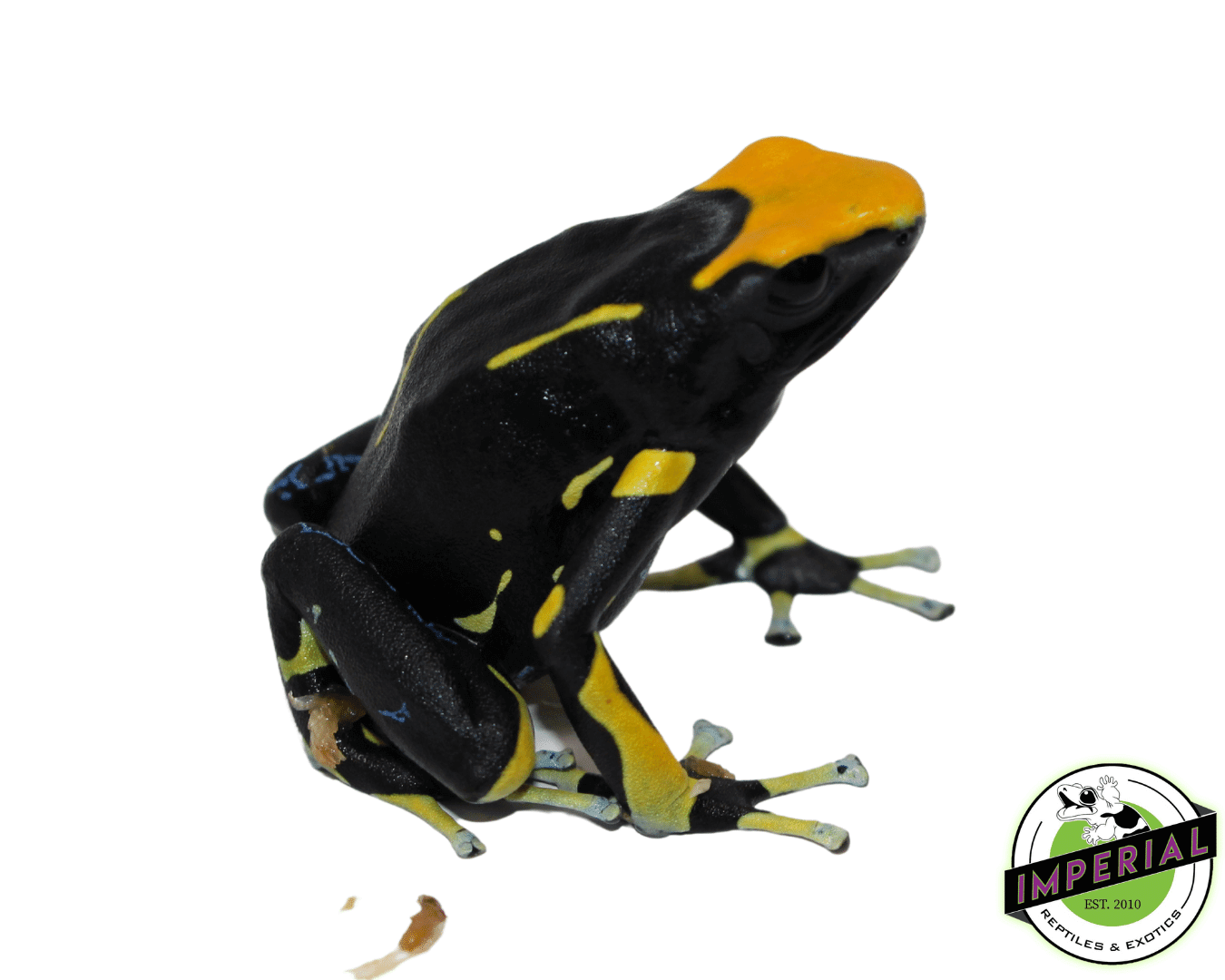 Dendrobates tinctorius "Alanis" Posion Dart Frog Adult For Sale ...