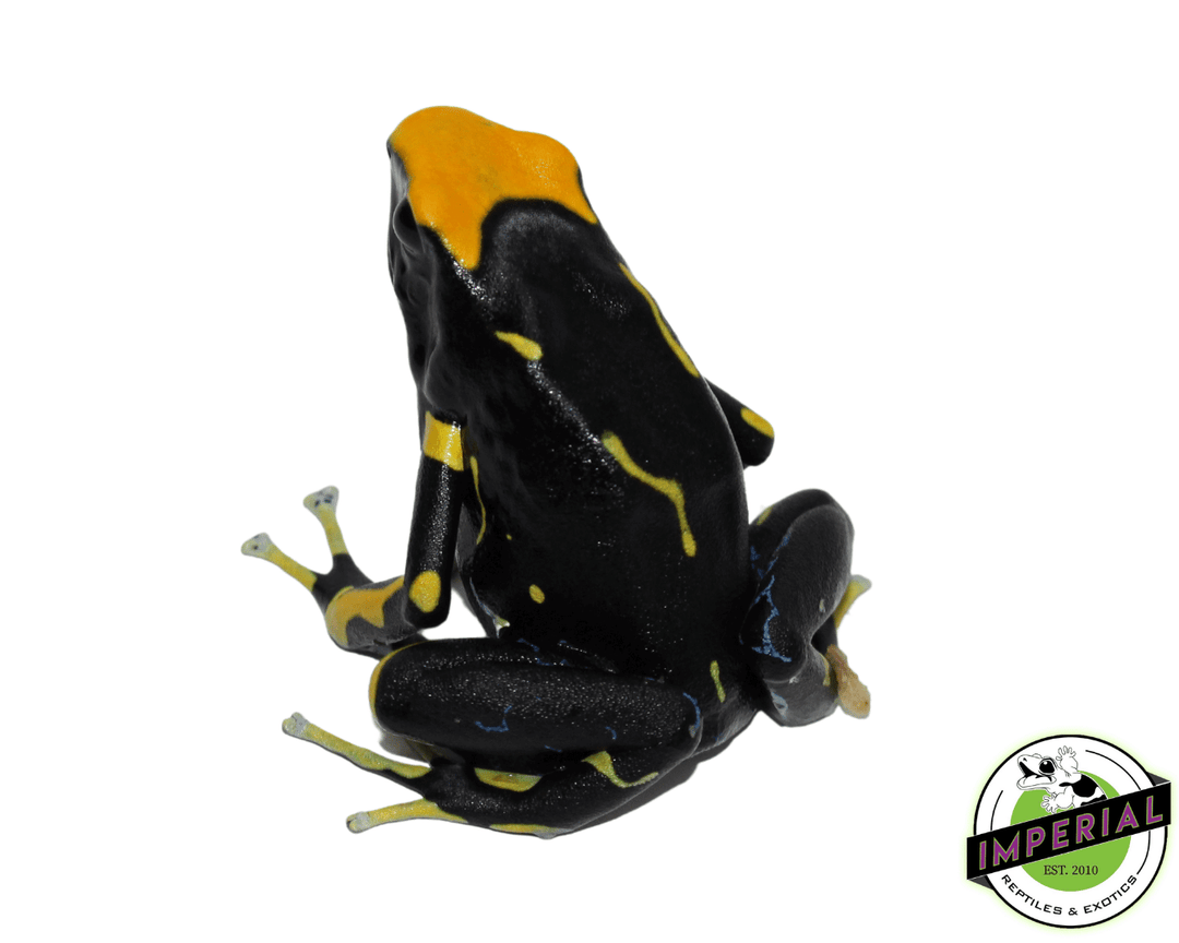 Alanis Dart Frog