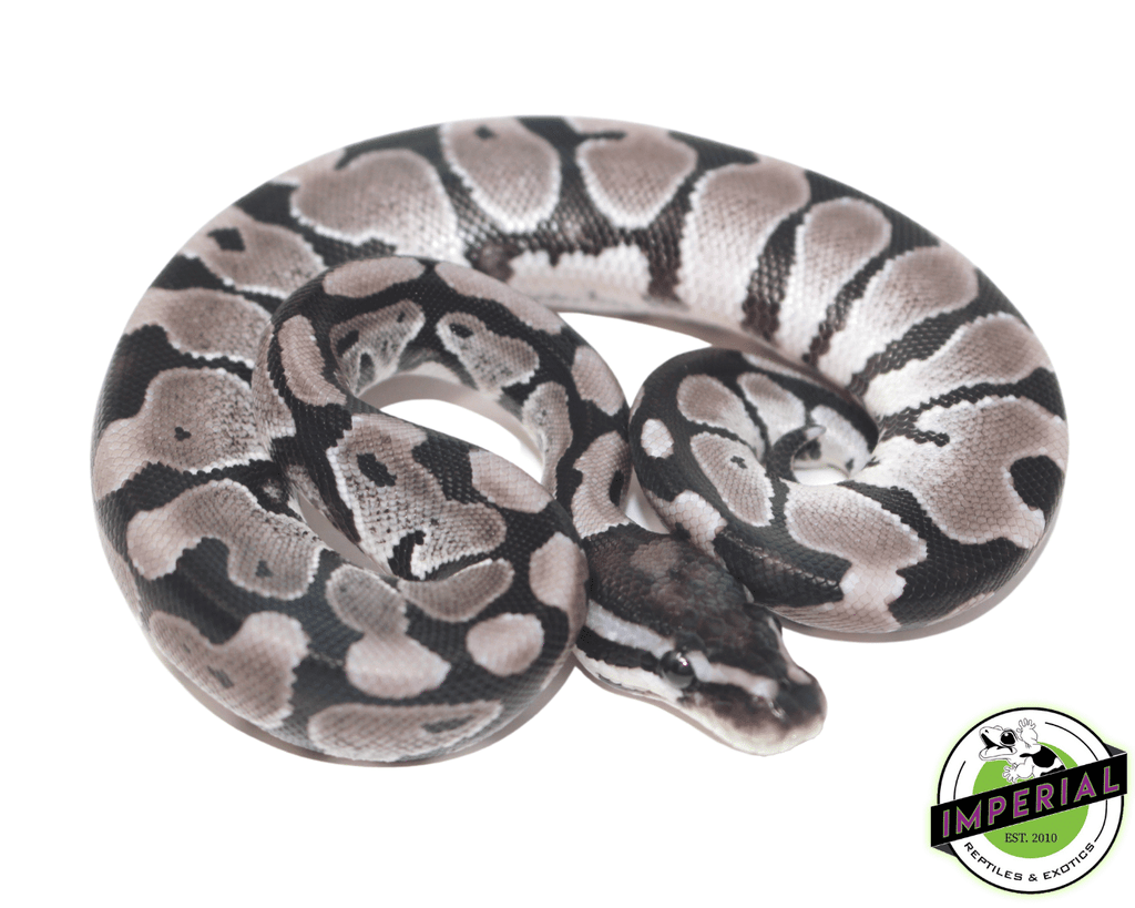 Axanthic Firefly Ball Python