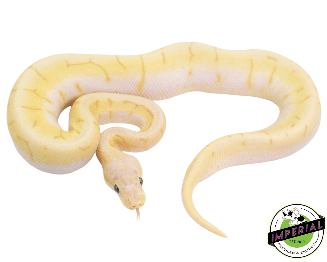 Banana Enchi Spinner Ball Python For Sale - Imperial Reptiles ...