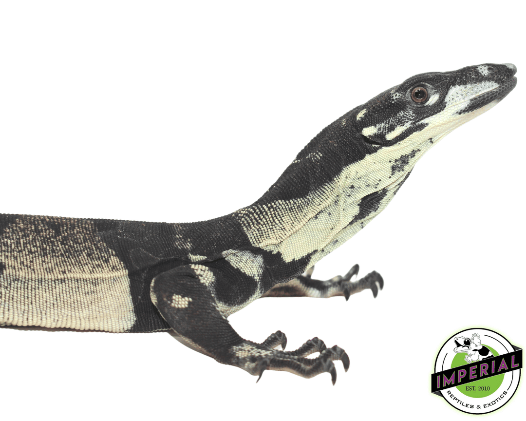 Lace Monitor Pet
