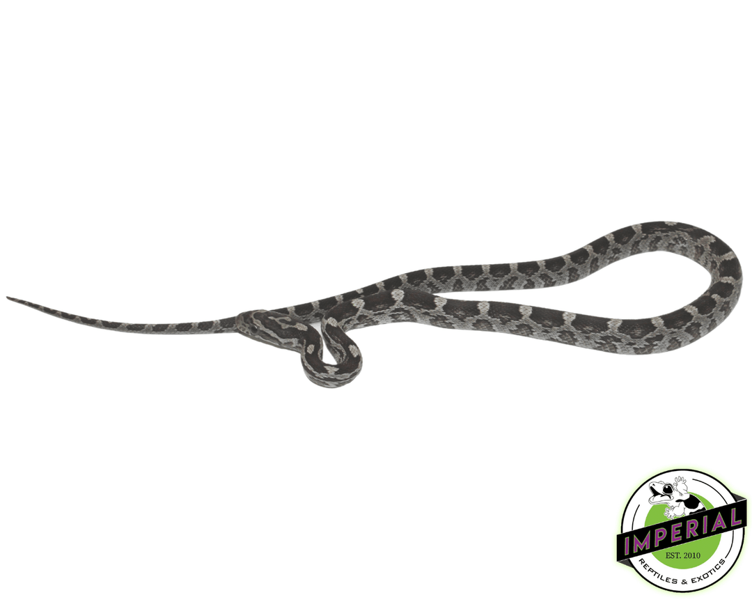 black corn snake length