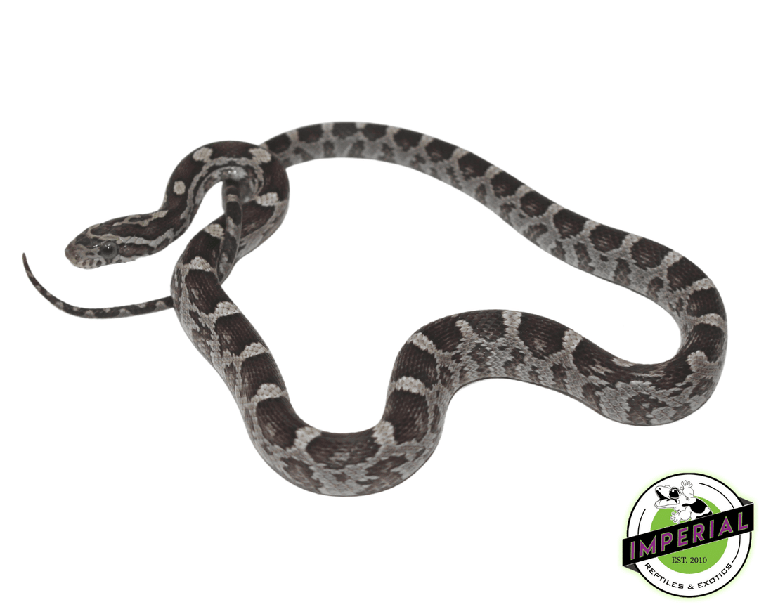 black corn snake length