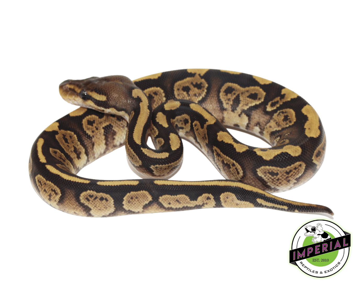 Blackhead Fire Ball Python For Sale - Imperial Reptiles – IMPERIAL ...