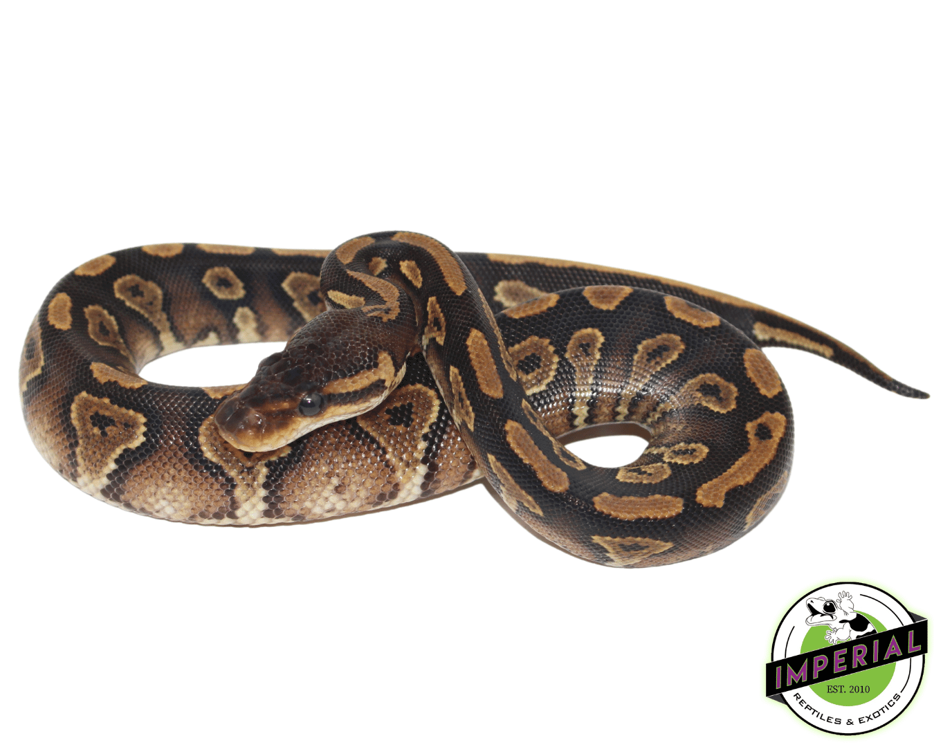 Blackhead Yellowbelly Ball Python For Sale - Imperial Reptiles ...