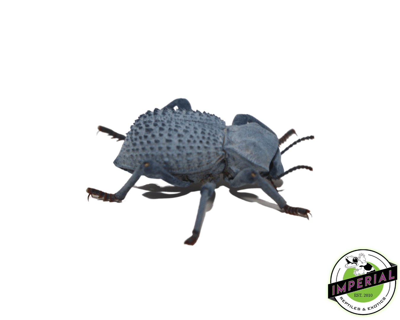 Blue Death Feigning Beetle For Sale - Imperial Reptiles – IMPERIAL ...