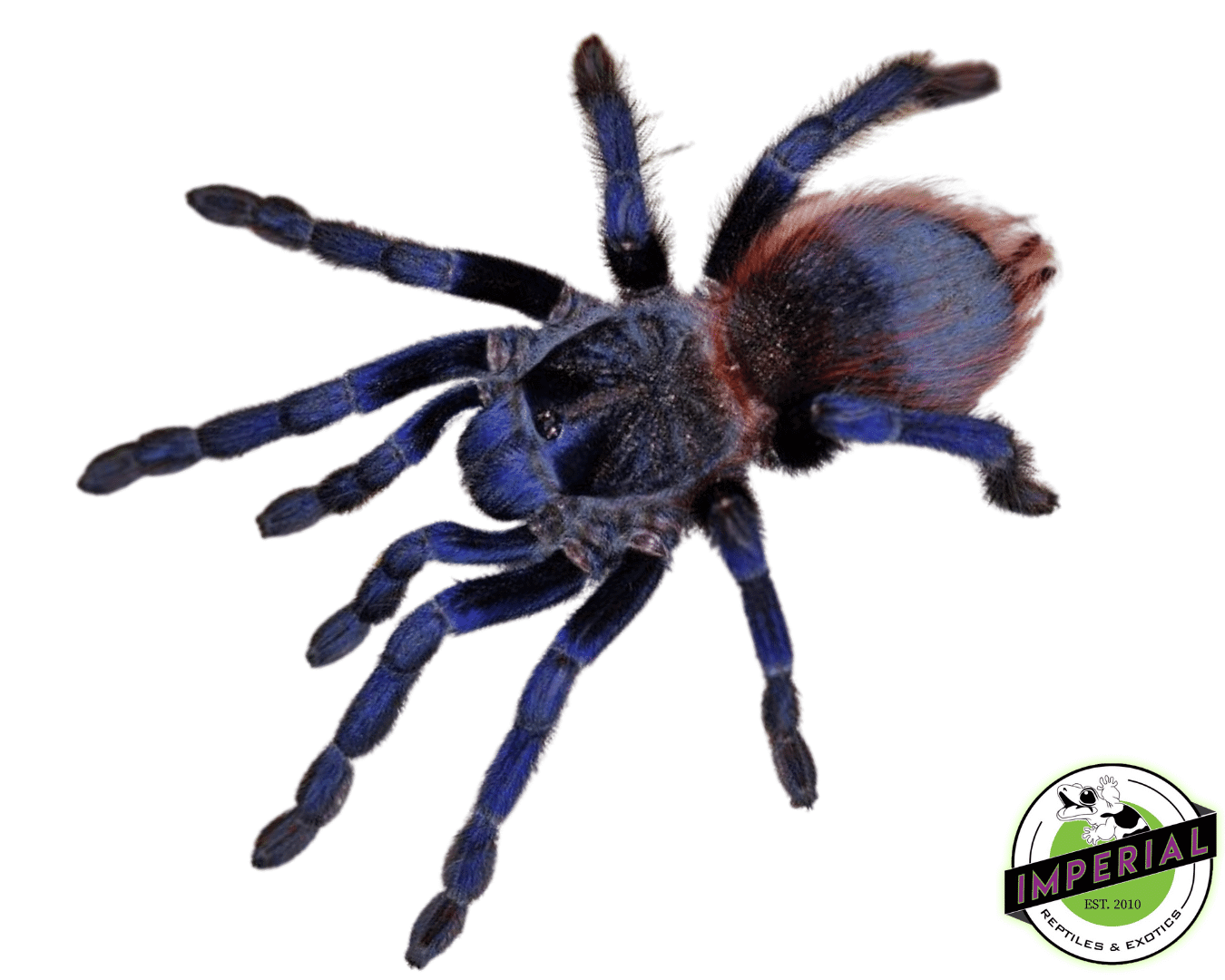 Ecuadorian Blue Tarantula