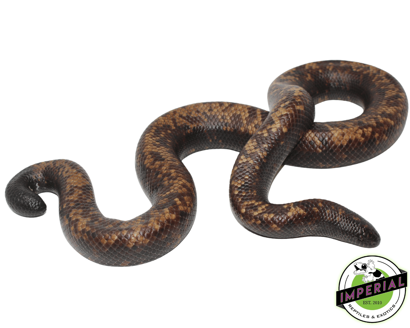 Calabar Burrowing Python For Sale - Imperial Reptiles – IMPERIAL ...