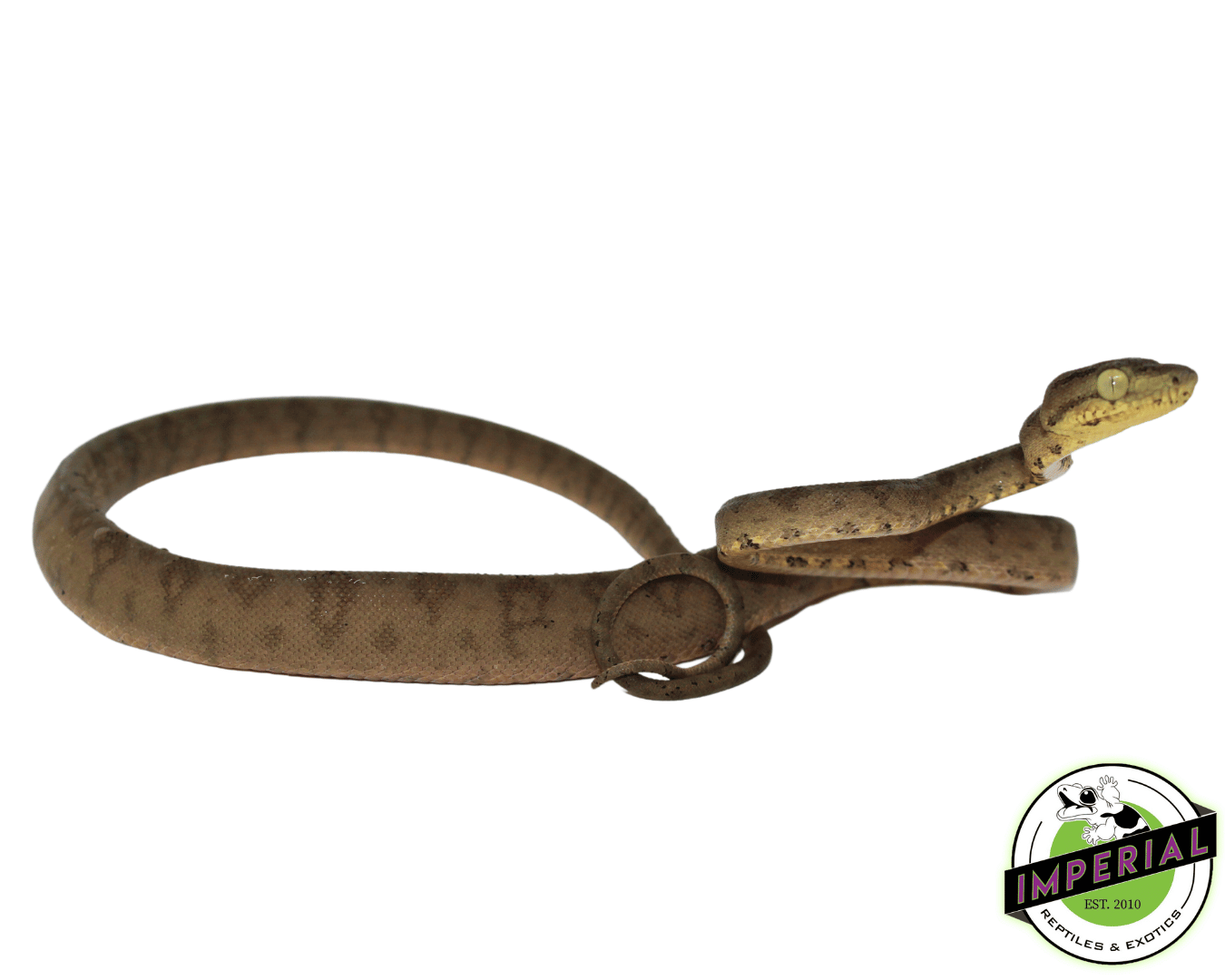 CB Amazon Tree Boa Baby For Sale - Imperial Reptiles – IMPERIAL ...