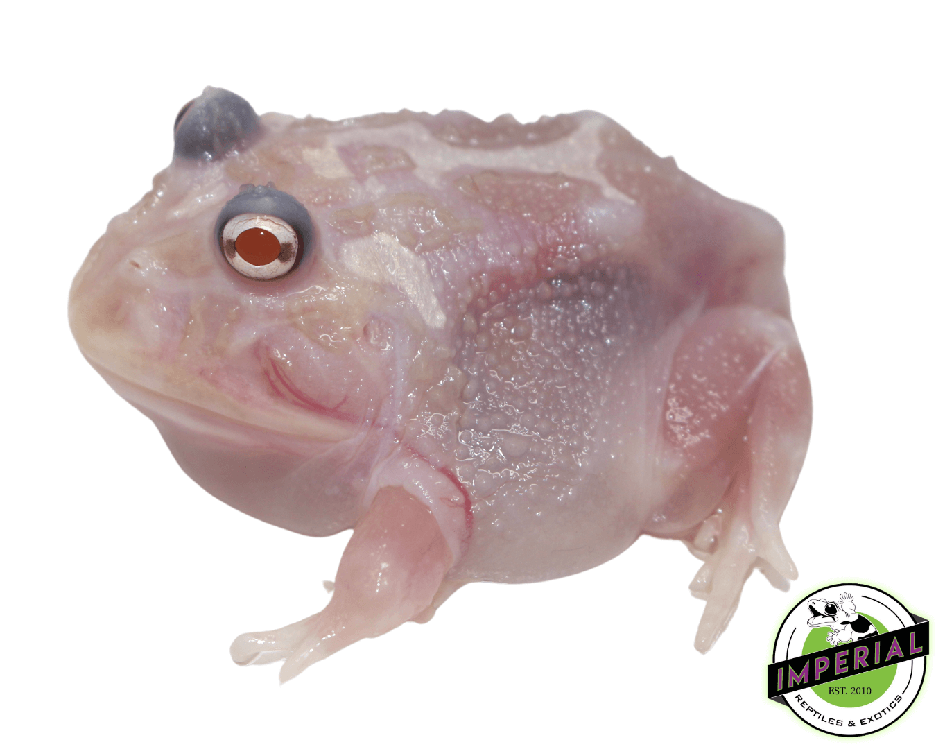 Japanese Pacman Frogs