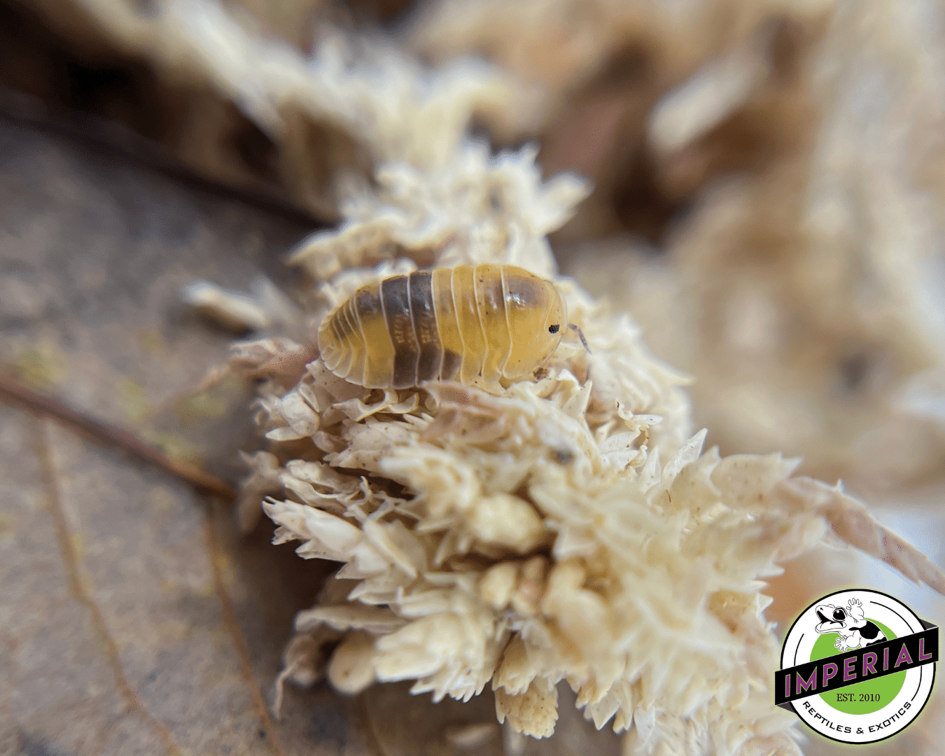 Cubaris sp "Amber" Isopods For Sale - Imperial Reptiles – IMPERIAL ...