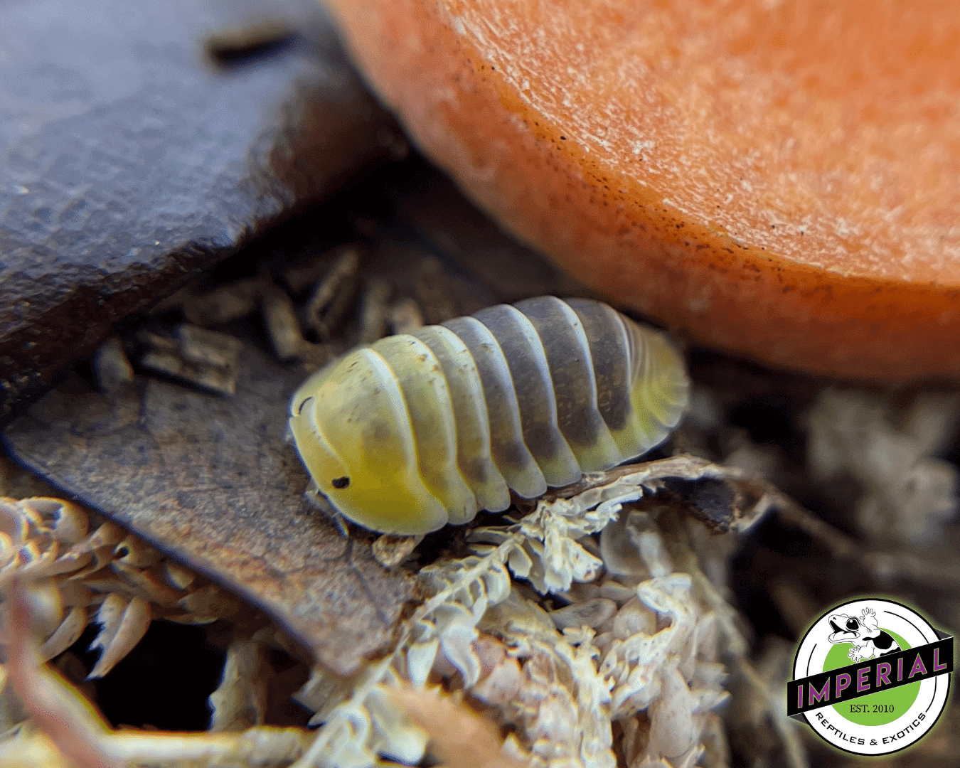 Cubaris sp "Jupiter" Isopods For Sale - Imperial Reptiles – IMPERIAL ...