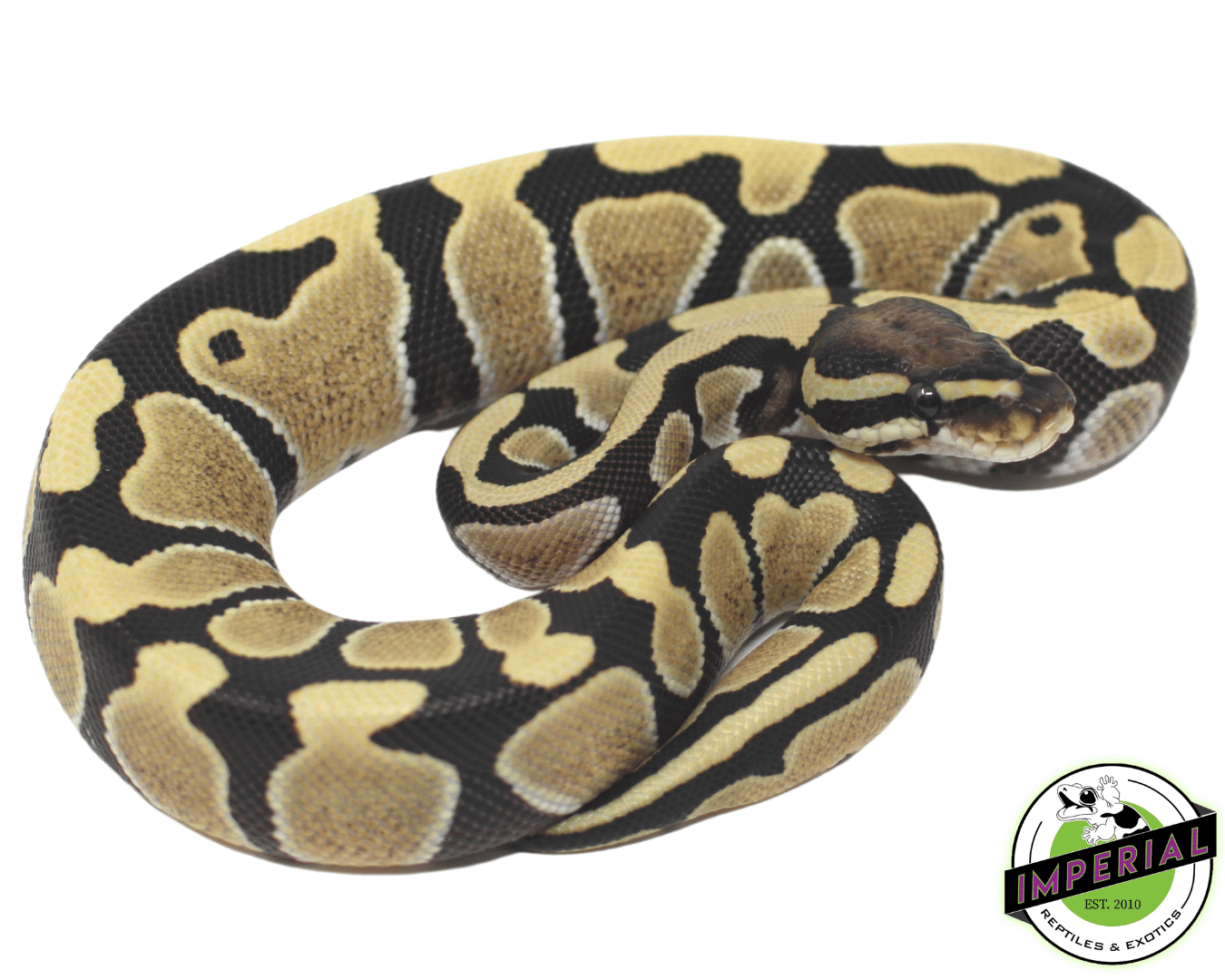 Desert Ghost Ball Python For Sale - Imperial Reptiles – IMPERIAL ...
