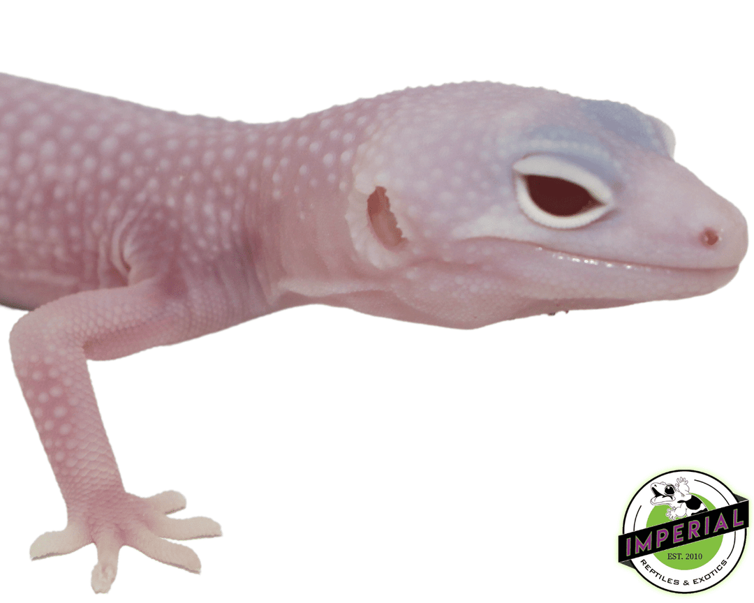 Diablo Blanco Leopard Gecko