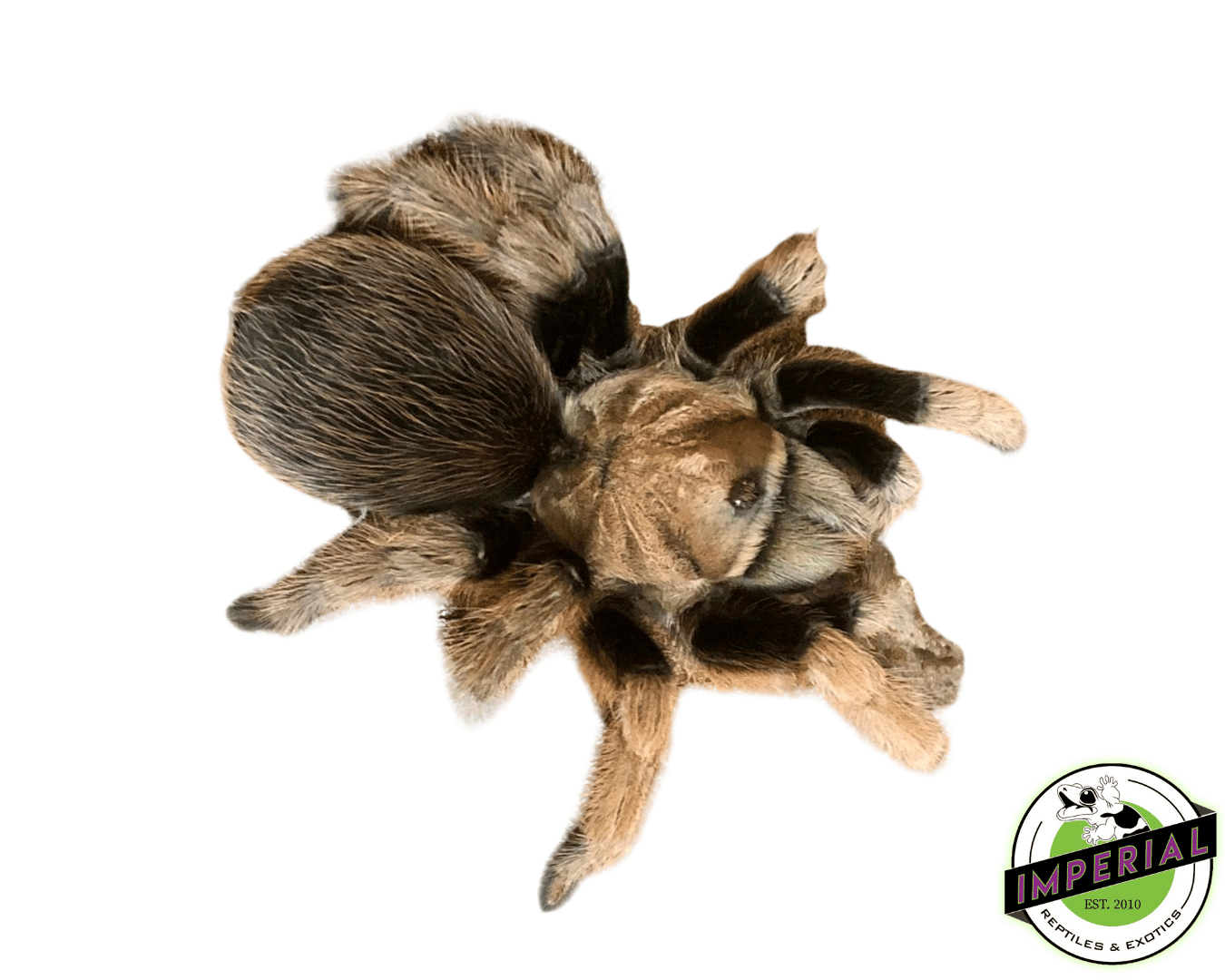 Diamond Back Tarantula For Sale - Imperial Reptiles – IMPERIAL REPTILES ...