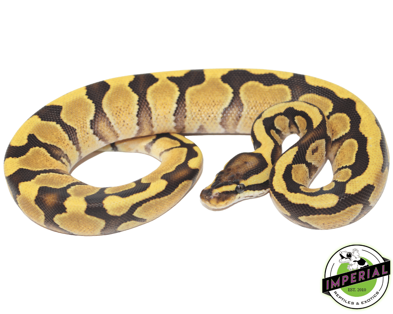 Enchi Yellowbelly Ball Python For Sale - Imperial Reptiles – IMPERIAL ...